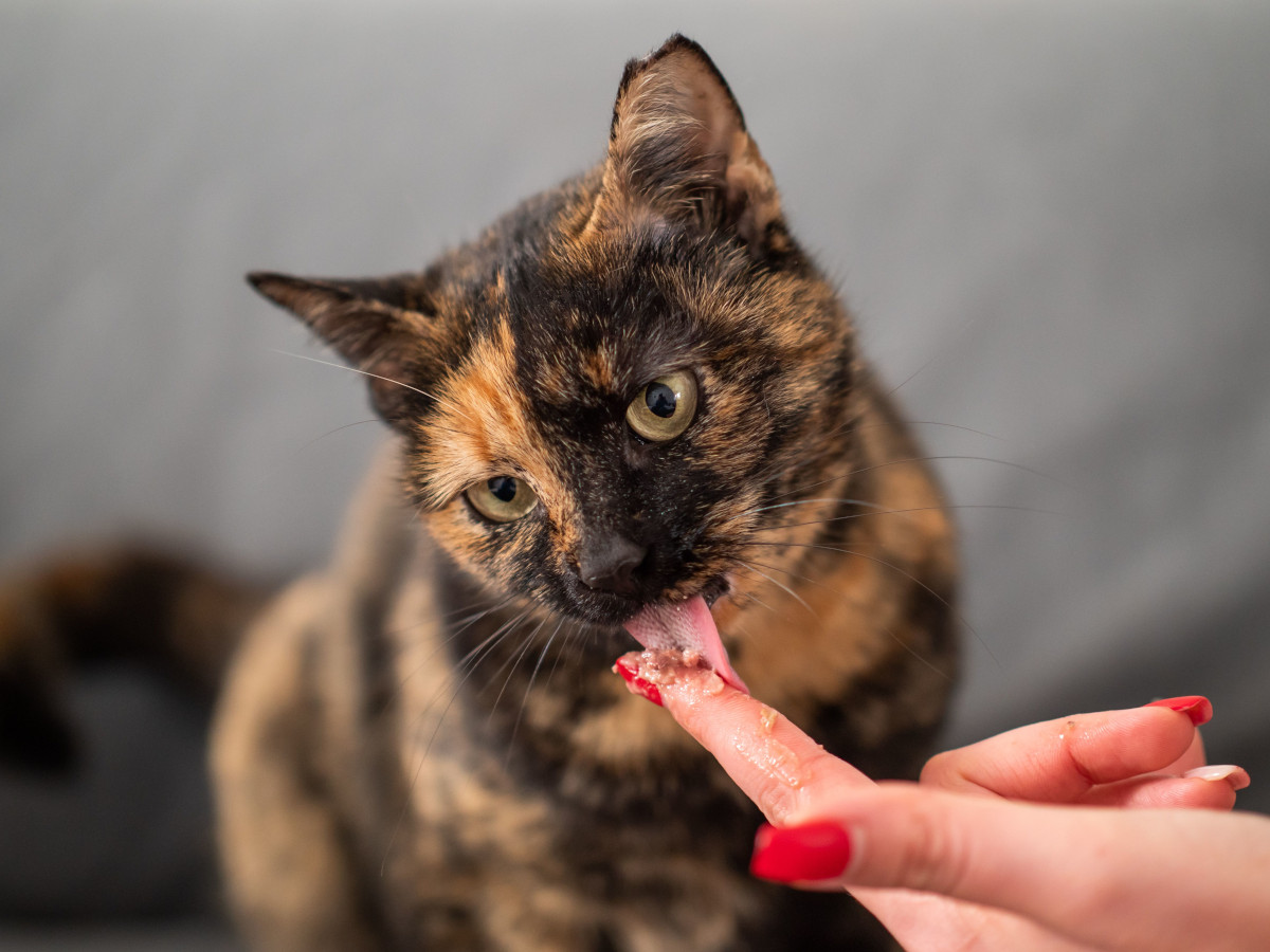 Allergies et intolérances alimentaires chez le chat : comprendre et agir Allergies et intolérances alimentaires chez le chat : comprendre et agir