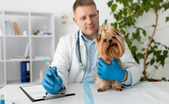 Le métier de vétérinaire : les différents aspects à savoir